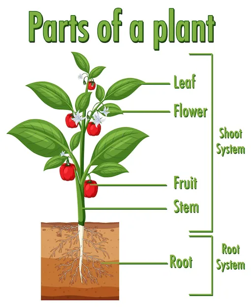 Parts of the plants 2nd Grade Video | Quizizz
