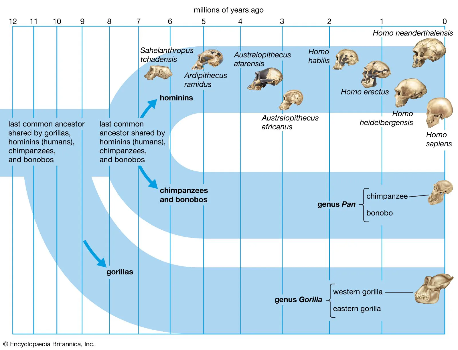 THE GENUS HOMO AND THE EMERGENCE OF US 12th Grade Quiz | Wayground ...