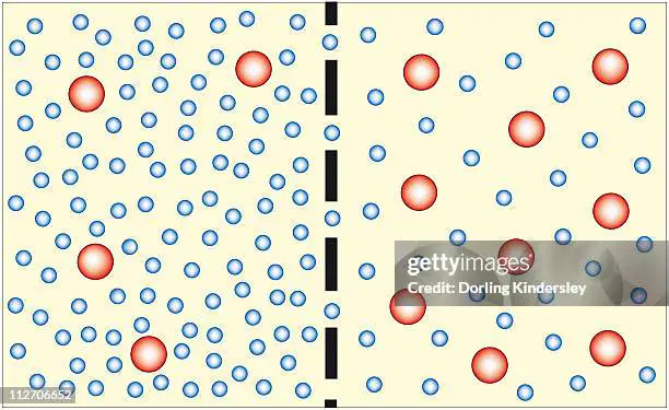 Review - Osmosis and Diffusion Flashcards