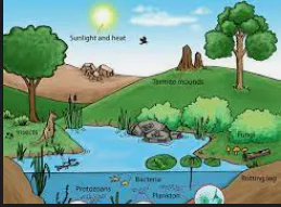 Ecosystem and Biomes 5th - 8th Grade Quiz | Quizizz