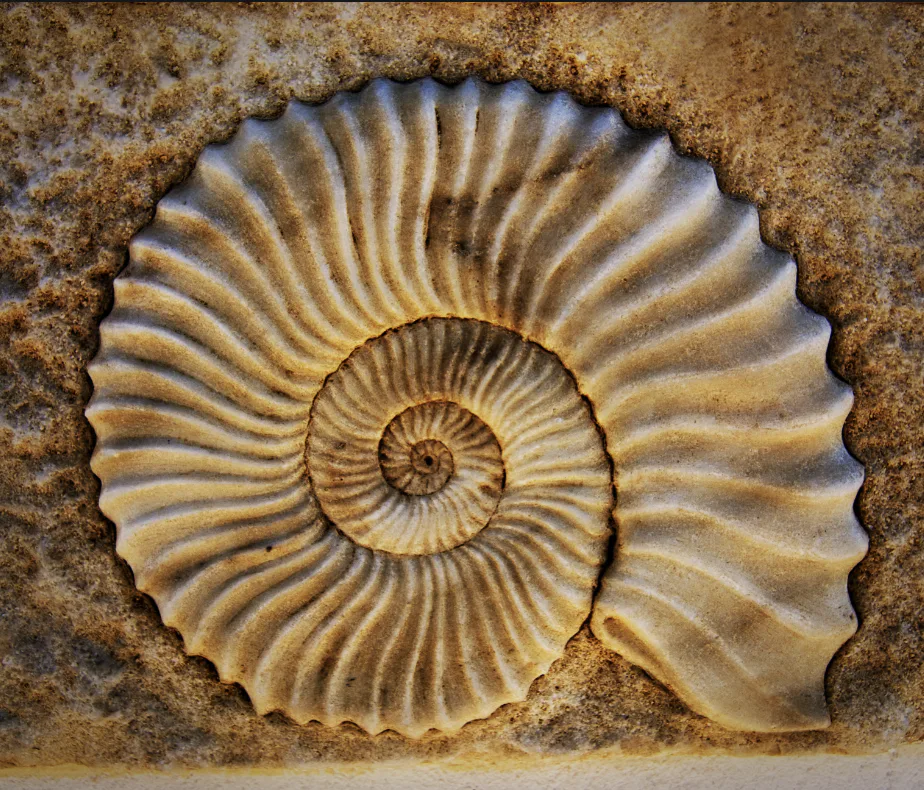 Fossil Formation Quiz