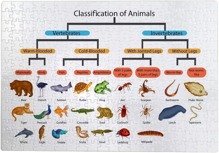 Sc7 Ch10 Animal Classification Flashcard 7th Grade Flashcard ...