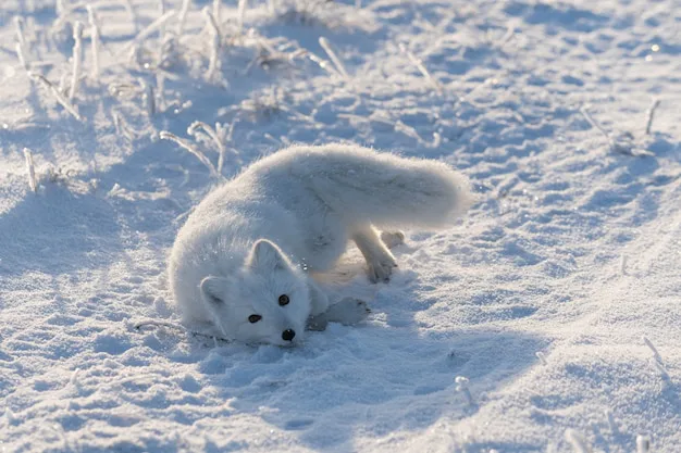 Arctic fox quiz Quiz
