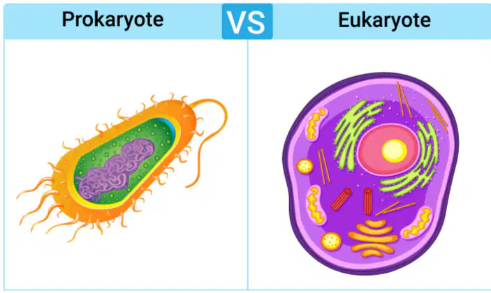 8th per cell cell types and structures 9th - 12th Grade Video | Wayground