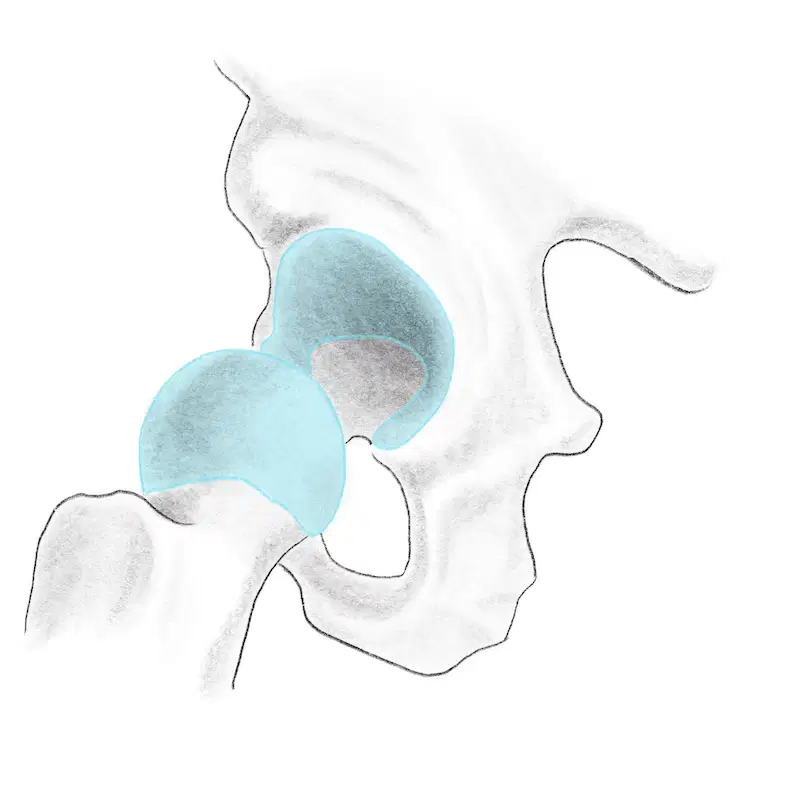 Joint types Quiz