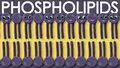 Phospholipids: types, structure and function Interactive Video