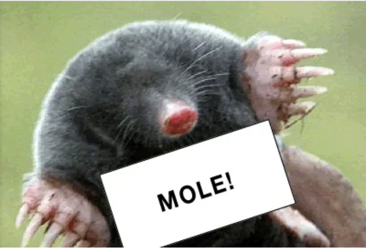 Mole Review 10th - 12th Grade Quiz | Quizizz