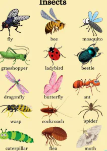 insects 2nd Grade Quiz | Quizizz