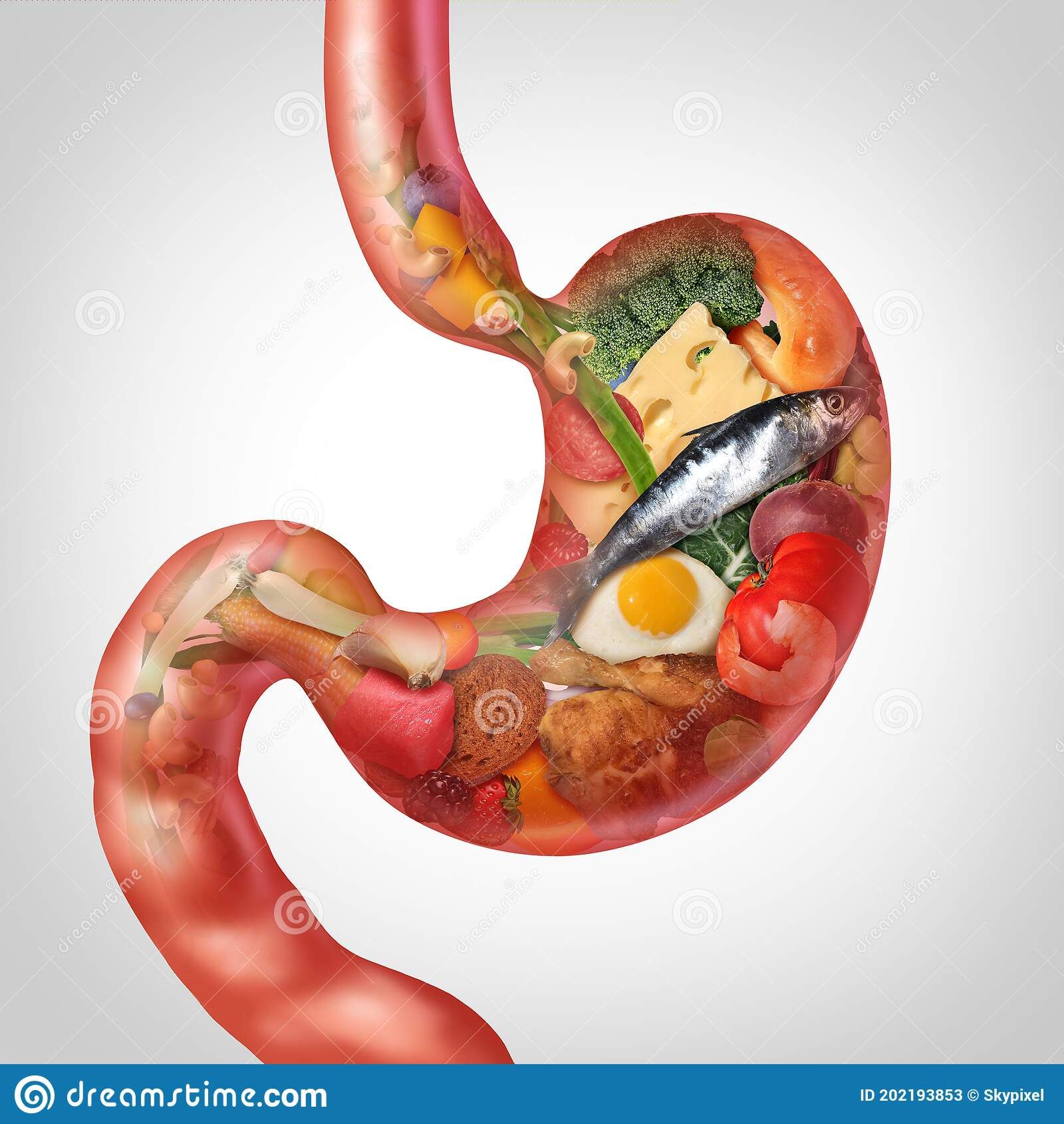Digestive Physiology (Unit 8 Standard B) 12th Grade Quiz | Quizizz
