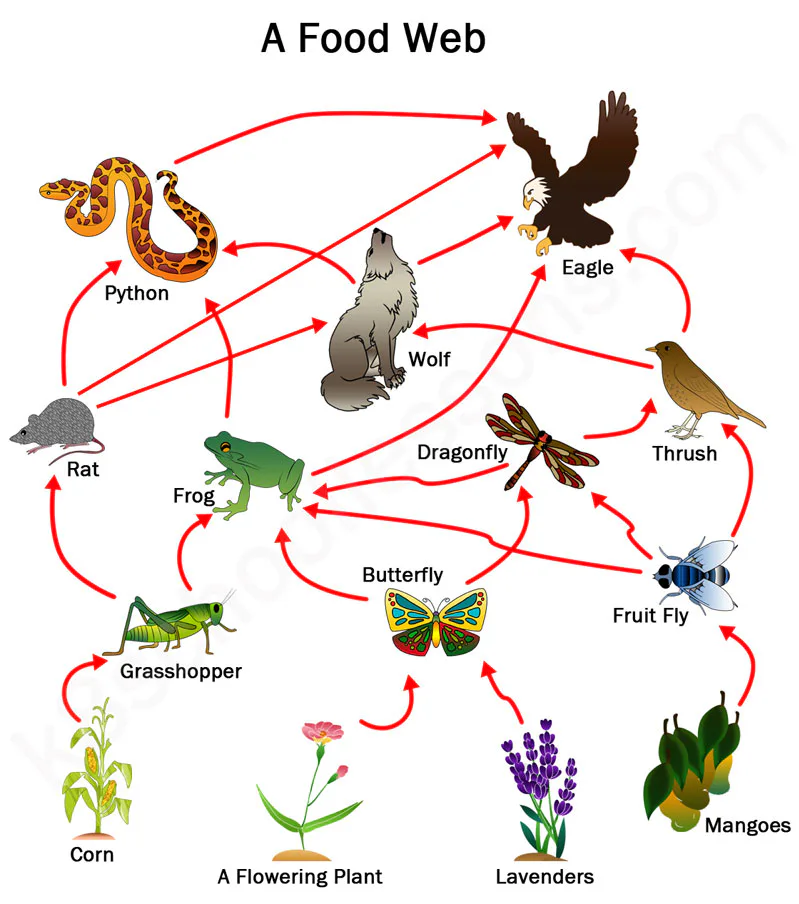 Food Webs, Symbiosis and Energy Pyramids Quiz