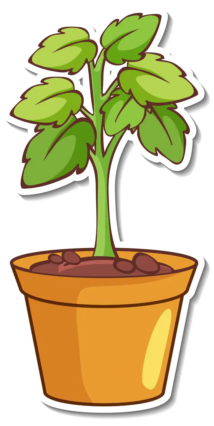 Plantas: estructura, procesos y clasificación Quiz