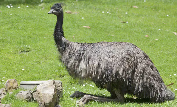 All about emu Quiz