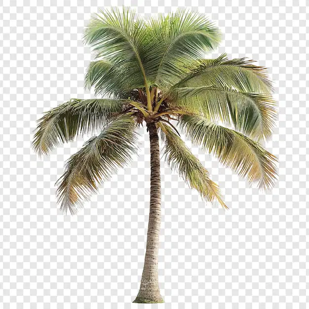 The Coconut Tree And Its Parts Quiz