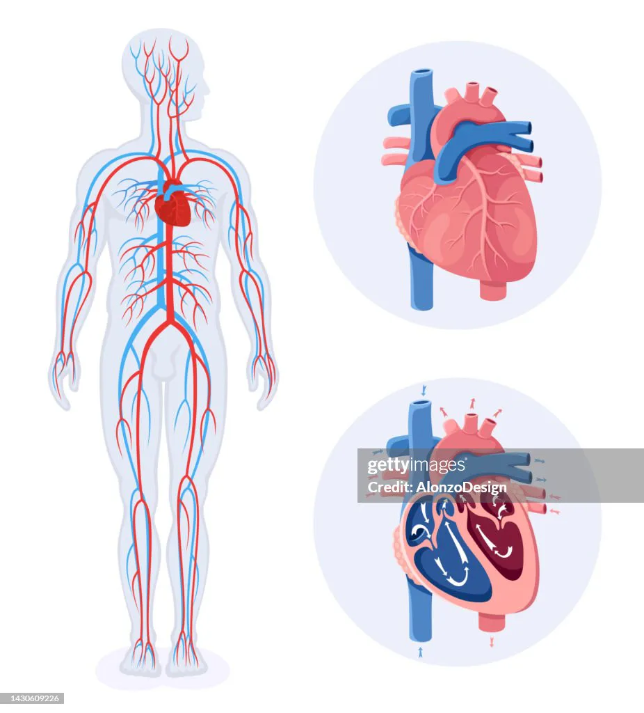 Circulatory System Review 7th Grade Quiz | Wayground (formerly Quizizz)