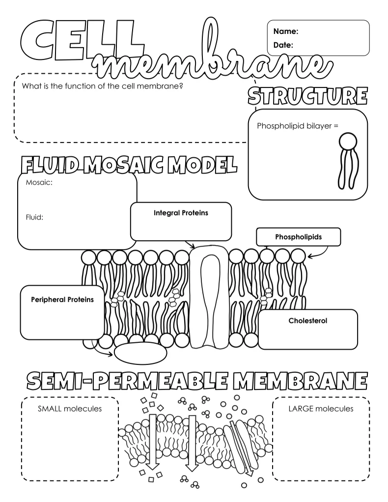 Cell Membrane / Cell Transport Review Quiz