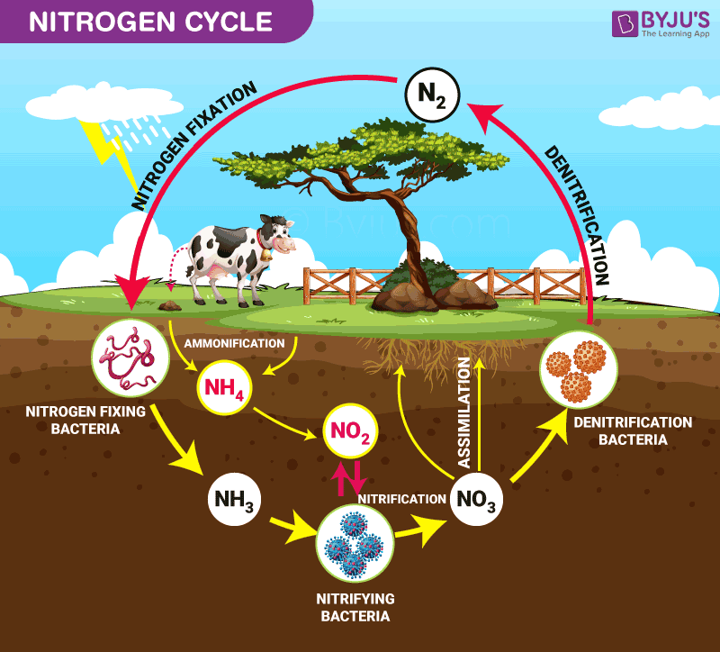 NITROGEN CYCLE Quiz
