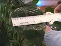 What Is Matter?: Measuring Length Interactive Video