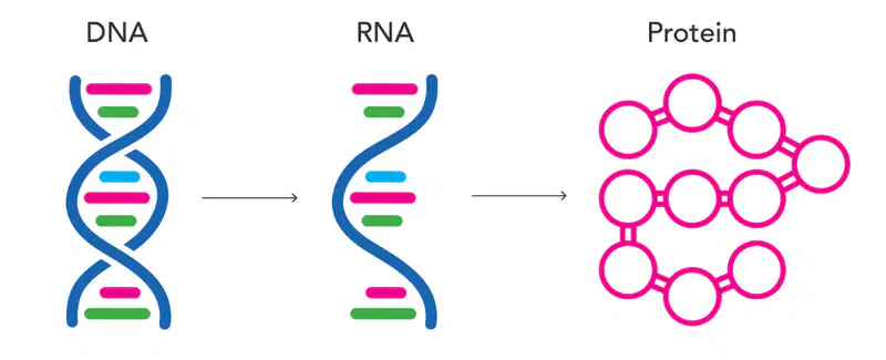 BadFishBio_RNA & Protein Synthesis 9th Grade Flashcard | Wayground ...