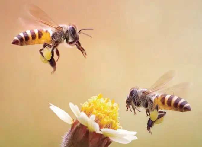 HL3 B1 S2 ¿Por qué son importantes las abejas? 11th Grade Quiz | Quizizz