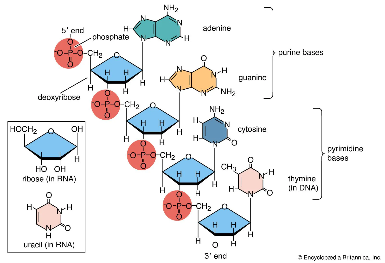 Unit 5 : DNA Structure & Function 10th Grade Quiz | Quizizz
