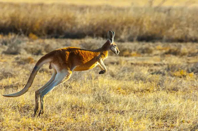 Kangaroos MAZE practice Flashcards