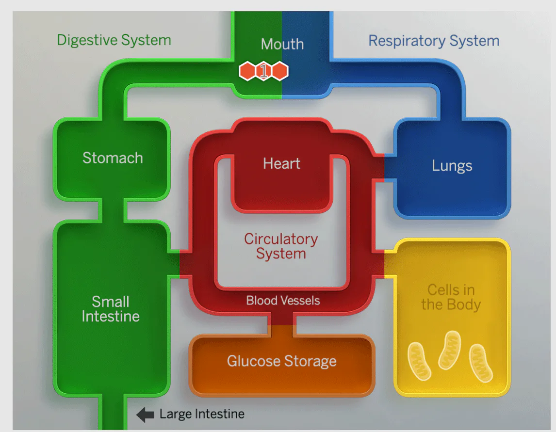 Unit 2 Metabolism Review Quiz