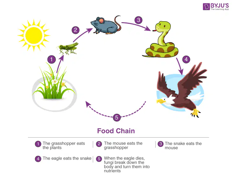 Food chain 11th Grade Flashcard | Wayground