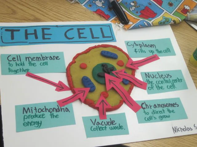 Cells Vocabulary Quiz #1 6th Grade Quiz | Quizizz