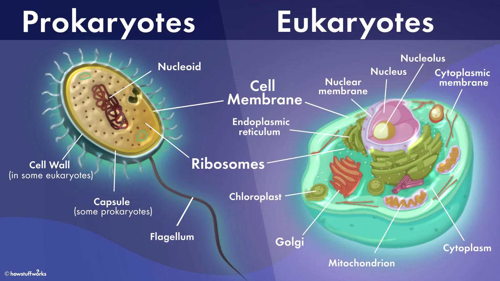 Prokaryotic vs Eukaryotic Cells Quiz 8th Grade Quiz | Quizizz