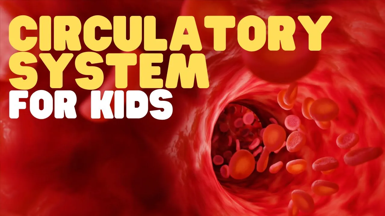 ASA.P4 THE CIRCULATORY SYSTEM 4th Grade Quiz | Quizizz
