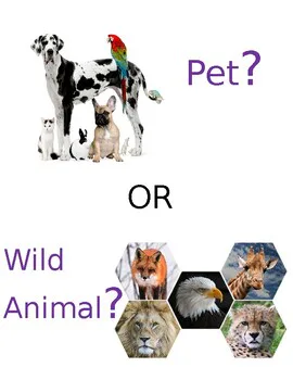Pets vs Wild Animals KG Quiz | Wayground