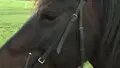 CLEAN : Endangered Carpathian ponies are making a comeback in Poland ...