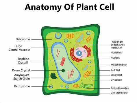Anatomy of the Plant Cell 6th - 8th Grade Quiz | Quizizz