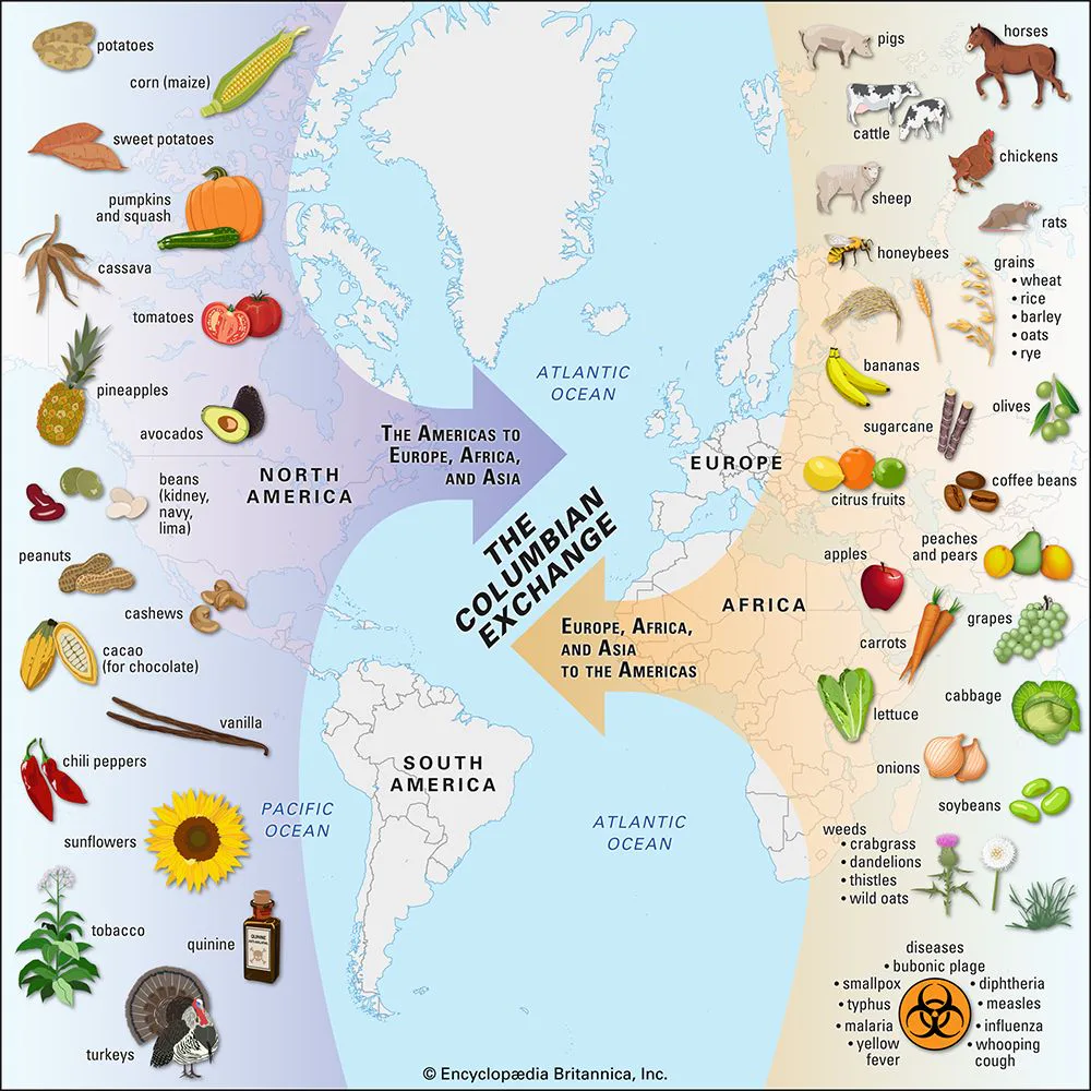 Columbian Exchange Benchmark 1 7th Grade Quiz | Quizizz