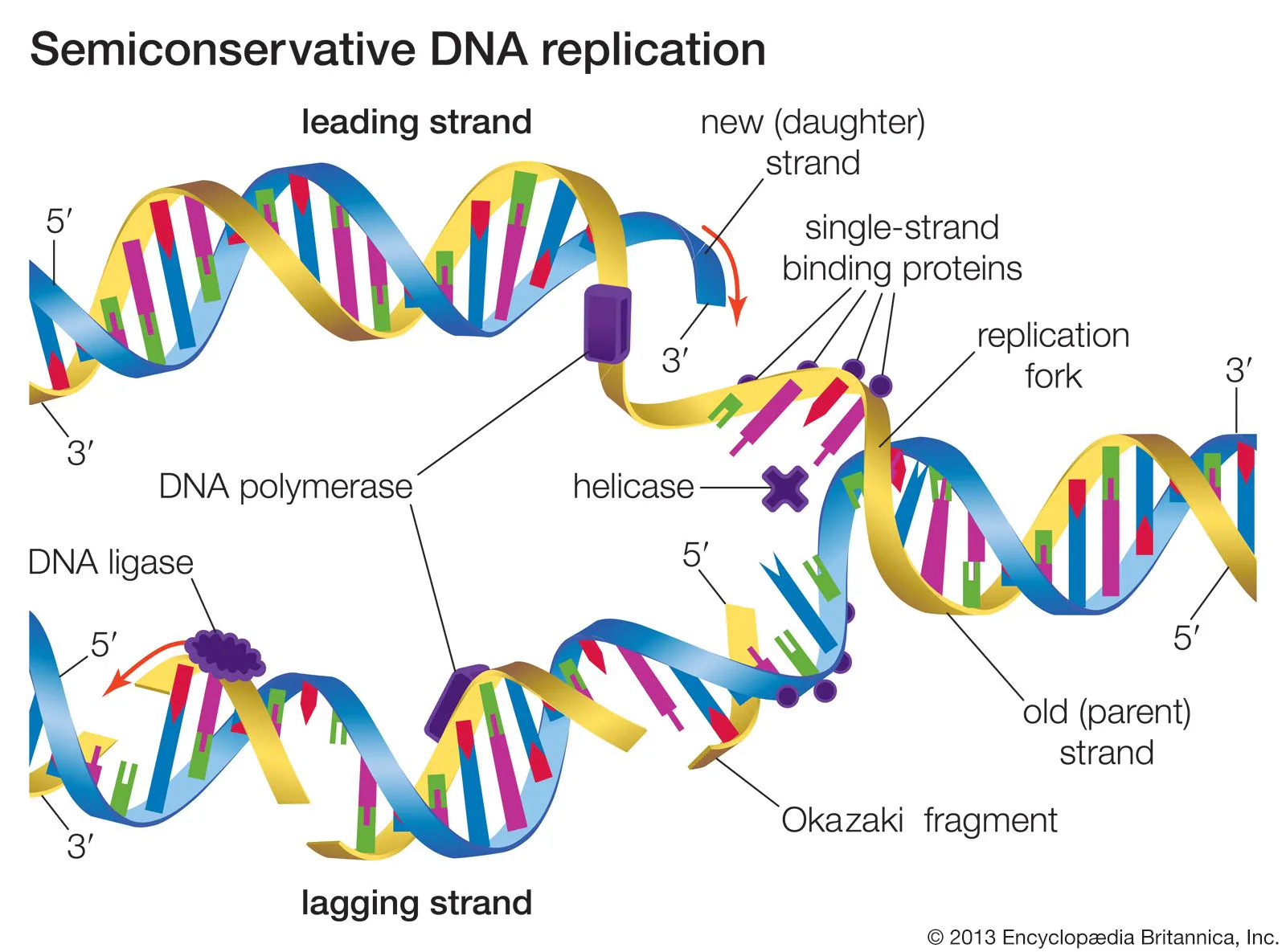 DNA replication Quiz 10th Grade Quiz | Quizizz