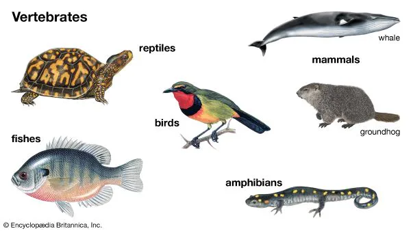 Vertebrates Quiz