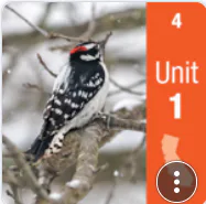 Benchmark Express Unit 1 Vocabulary Development 4th Grade Quiz ...