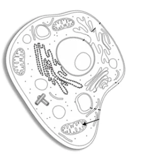 Prokaryotic and Eukaryotic Cells Assignment Quiz