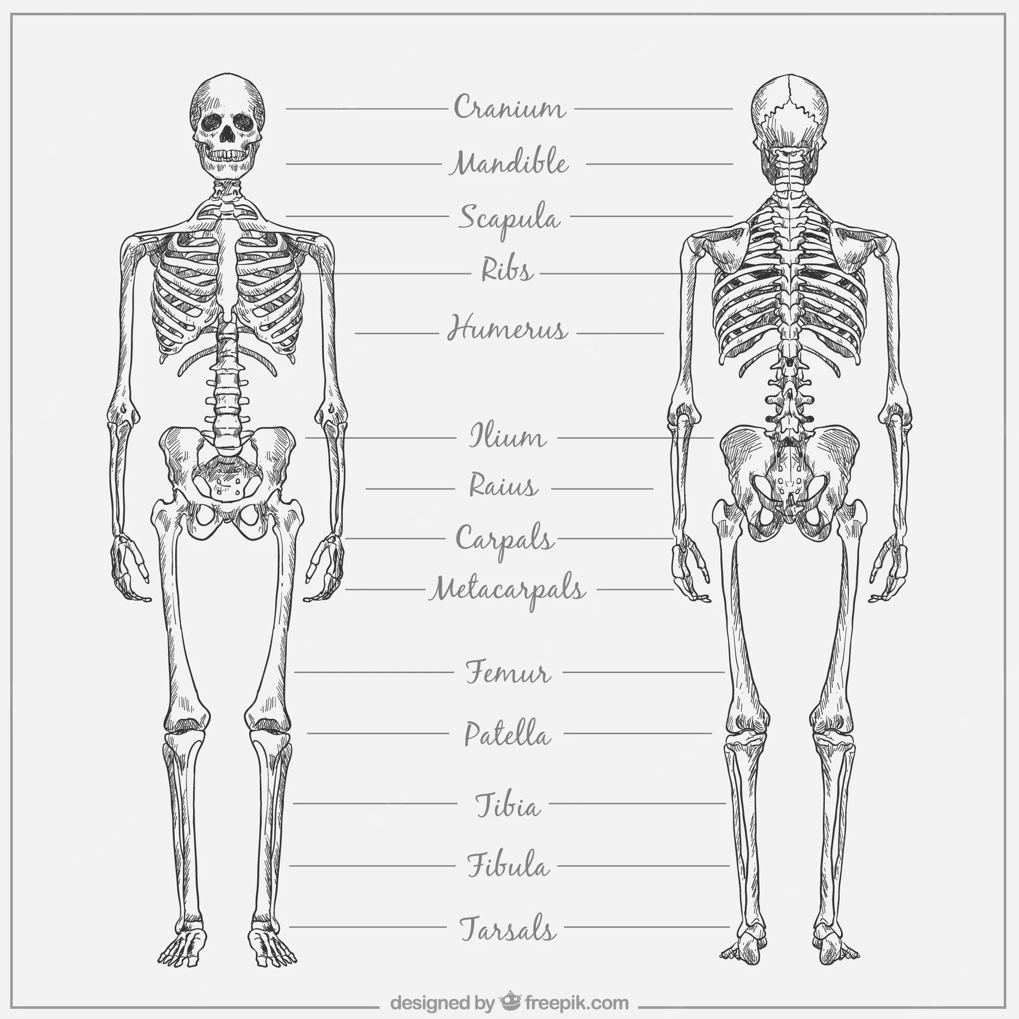 Skeletal System Labeling 7th - 8th Grade Quiz | Quizizz