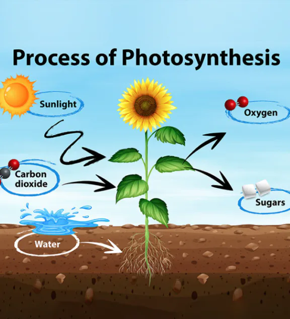 Photosynthesis Review 6th Grade Quiz | Quizizz