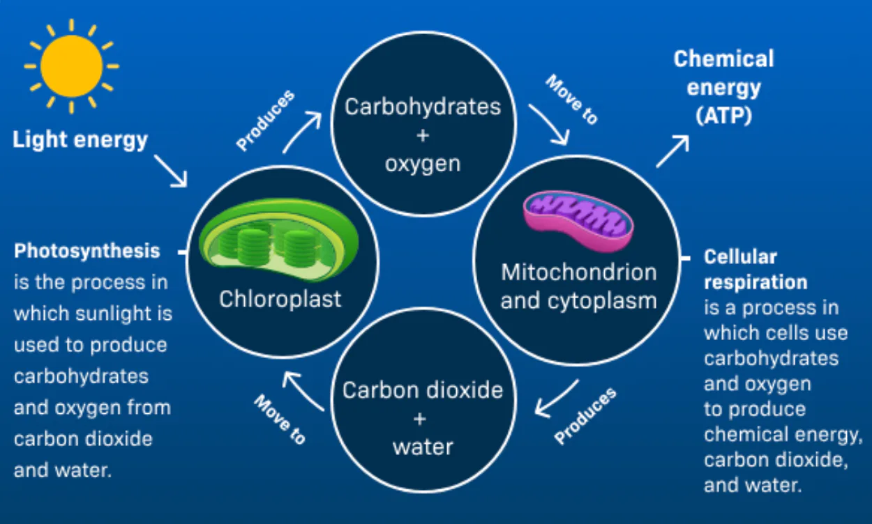Photosynthesis & Cellular Respiration Quiz
