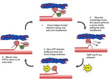 Sliding Filament Theory of Muscle Contraction 11th Grade Quiz | Quizizz