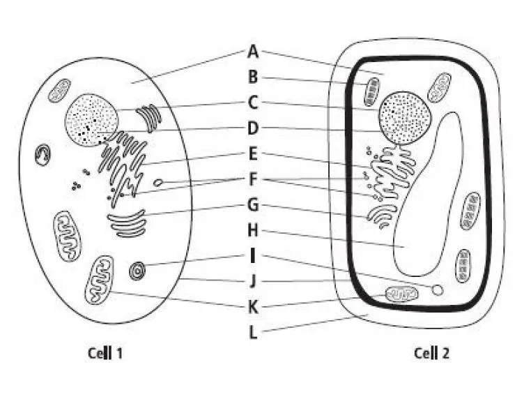 Cell Transport Vocabulary Flashcards