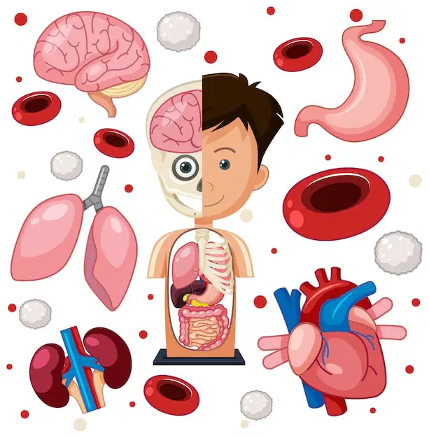 Body Parts and Everyday Objects Quiz