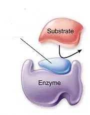 Enzymes 10th Grade Quiz | Quizizz