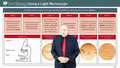 Using a Light Microscope: Steps to Obtain Magnified Images of Cells ...