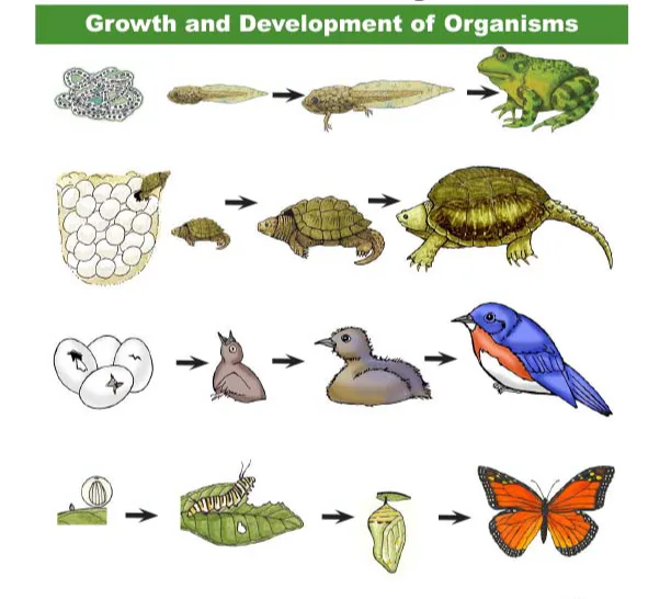 Growth of Organisms Flashcards