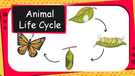 Animal Life Cycle REVIEW 5th Grade Quiz | Wayground