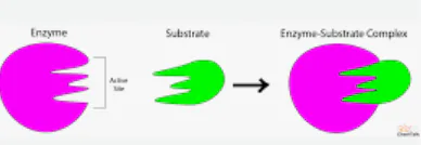 A Level Biology - Enzymes MCQs (15) Quiz