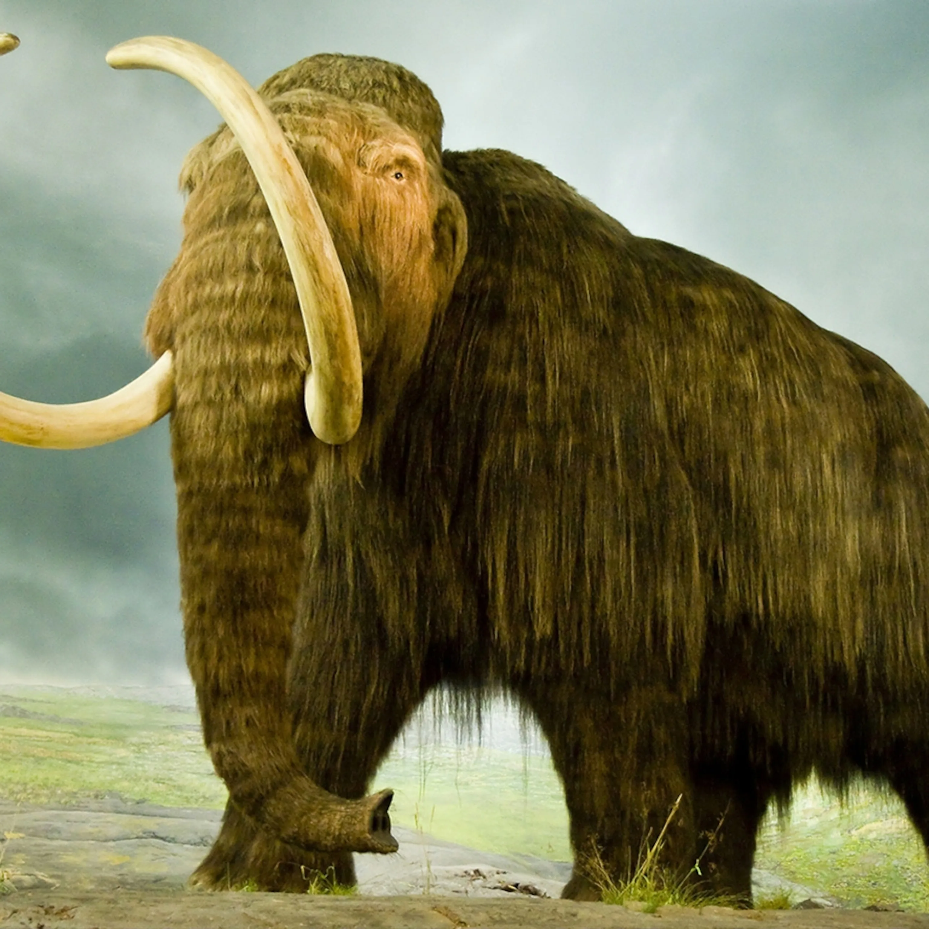 4th grade GSE Unit 1 Lesson 1 Flashcards